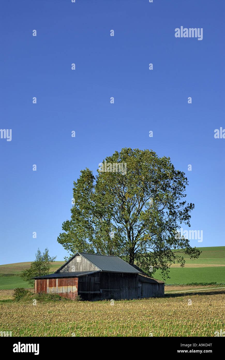 barn in cultural landscape, Germany, North Rhine-Westphalia, Sauerland ...