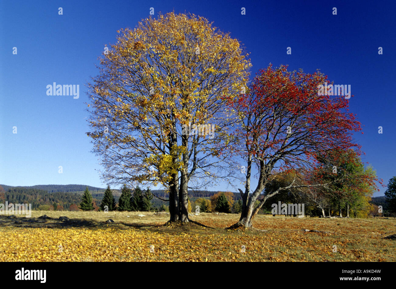sycamore maple, european mountain ash (Acer pseudoplatanus, Sorbus ...