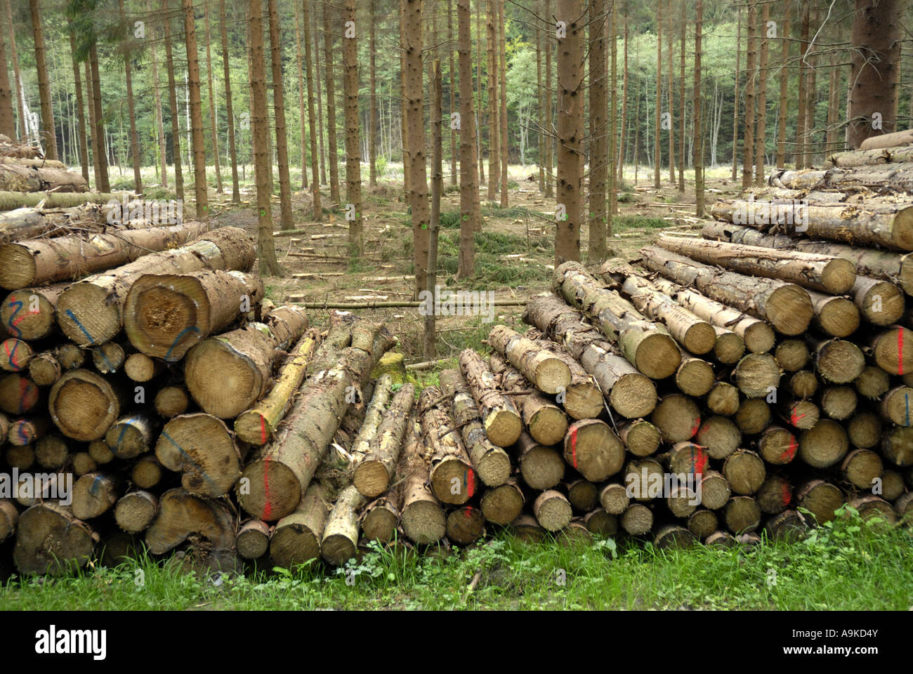 Norway spruce (Picea abies), accumulation of trunks, Germany, North ...