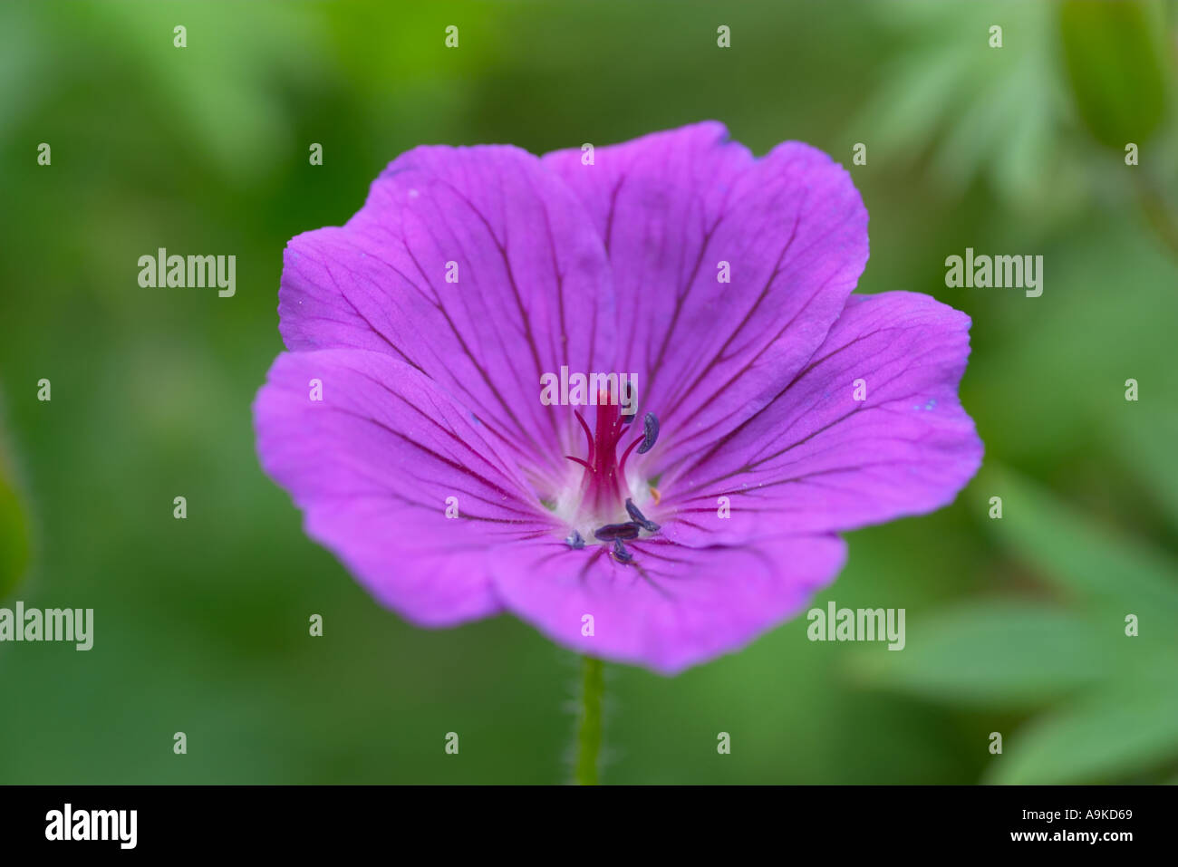 Geranium hybrid hi-res stock photography and images - Alamy
