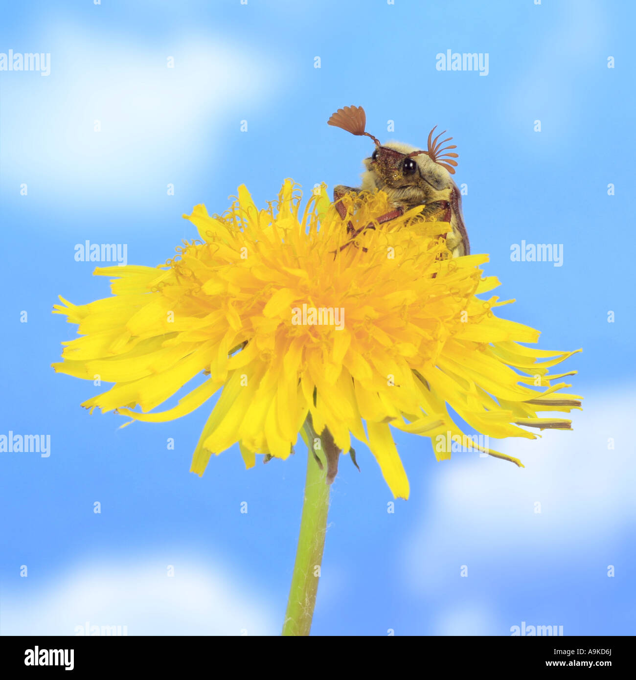 common cockchafer, maybug (Melolontha melolontha), on common dandelion ...