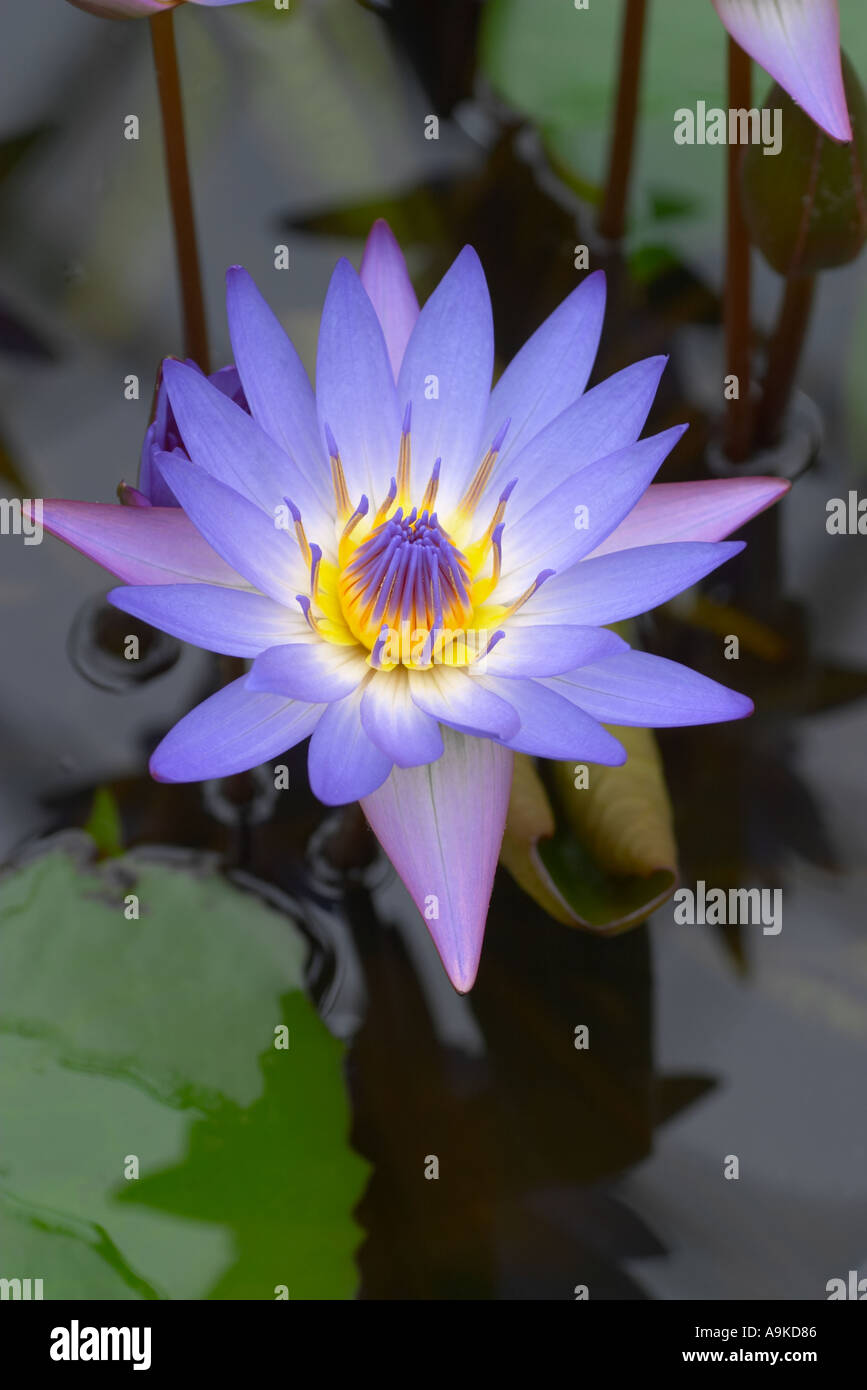 Water lily nymphaea tina hi-res stock photography and images - Alamy