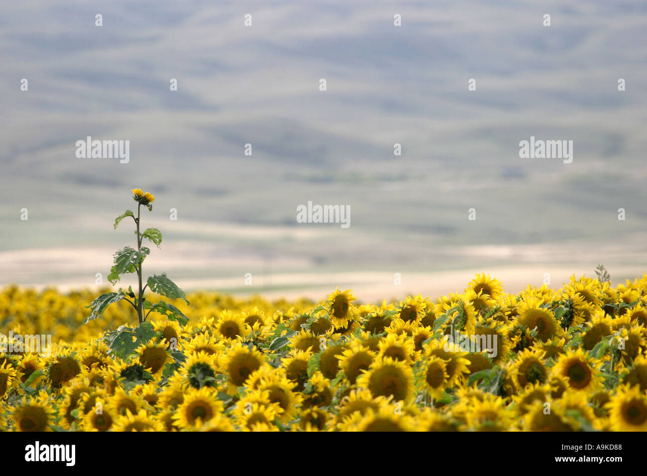 Beautiful field of sunflowers in scenic Saskatchewan Canada Stock Photo ...