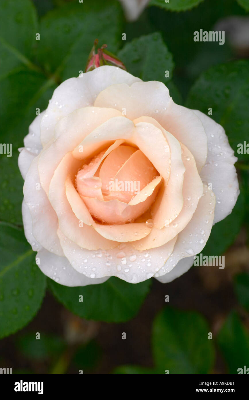 Rosa Pretty Lady Scrivo Stock Photo - Alamy