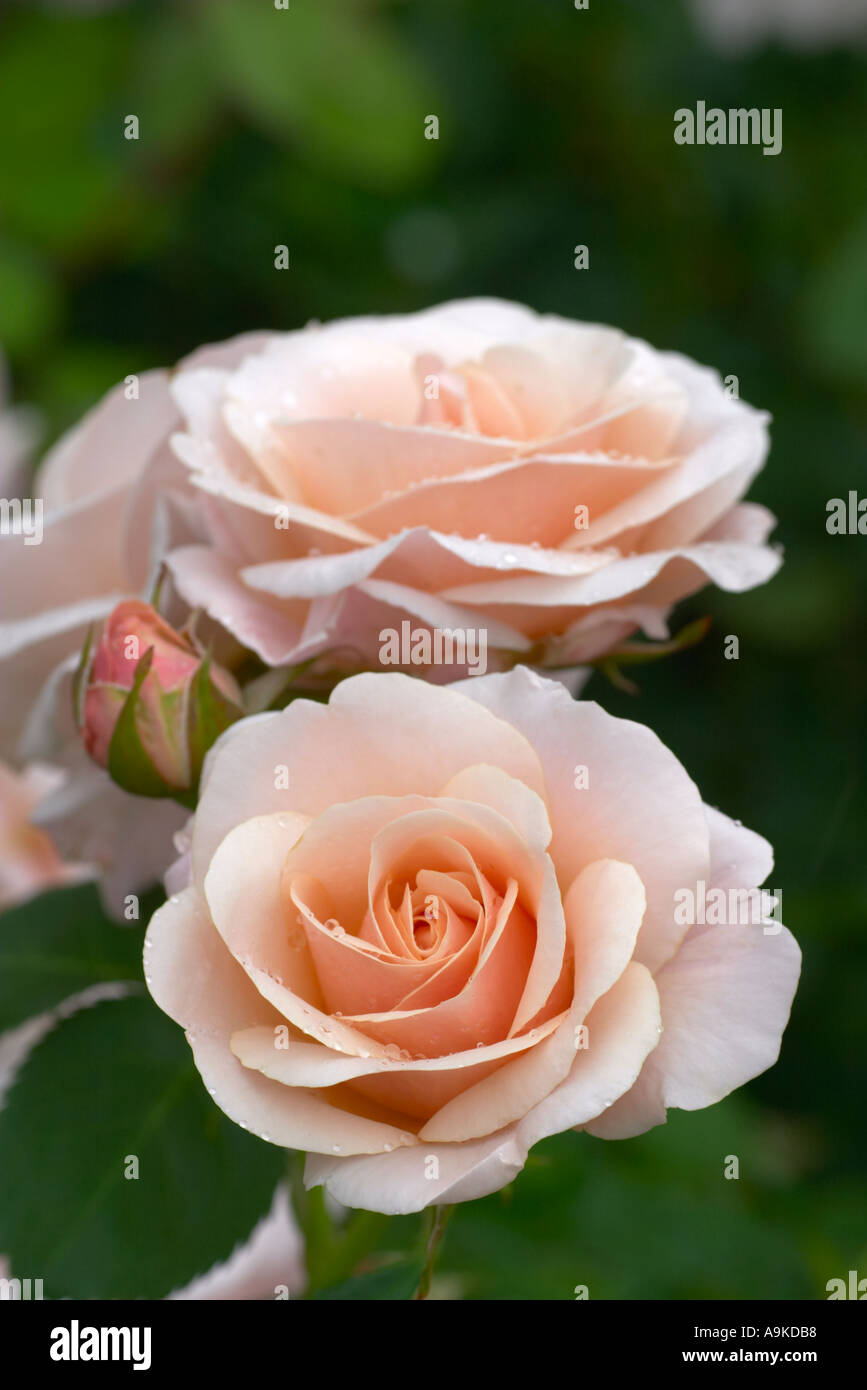 Scrivo hi-res stock photography and images - Alamy