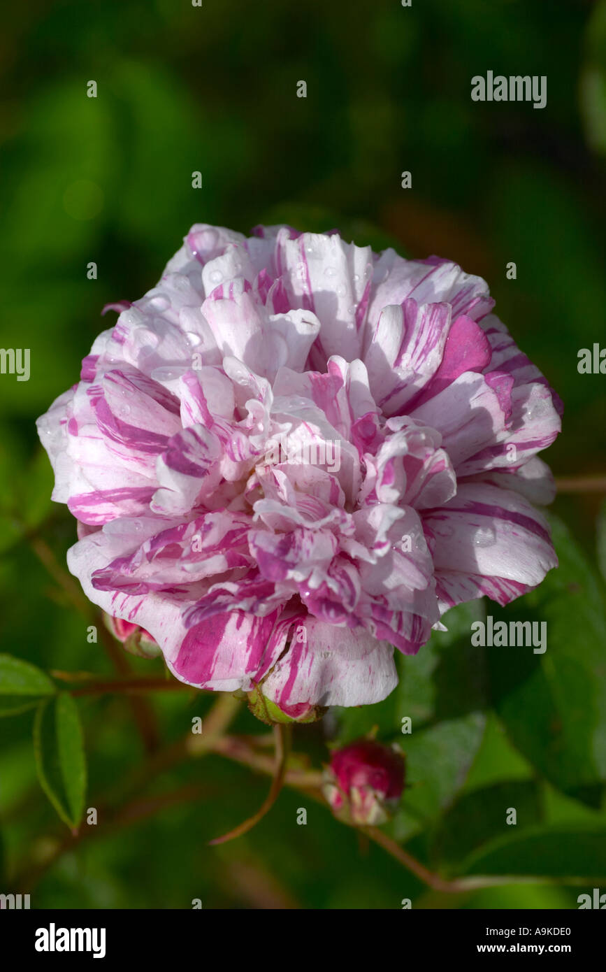 Rosa Perles des Panachees Stock Photo - Alamy
