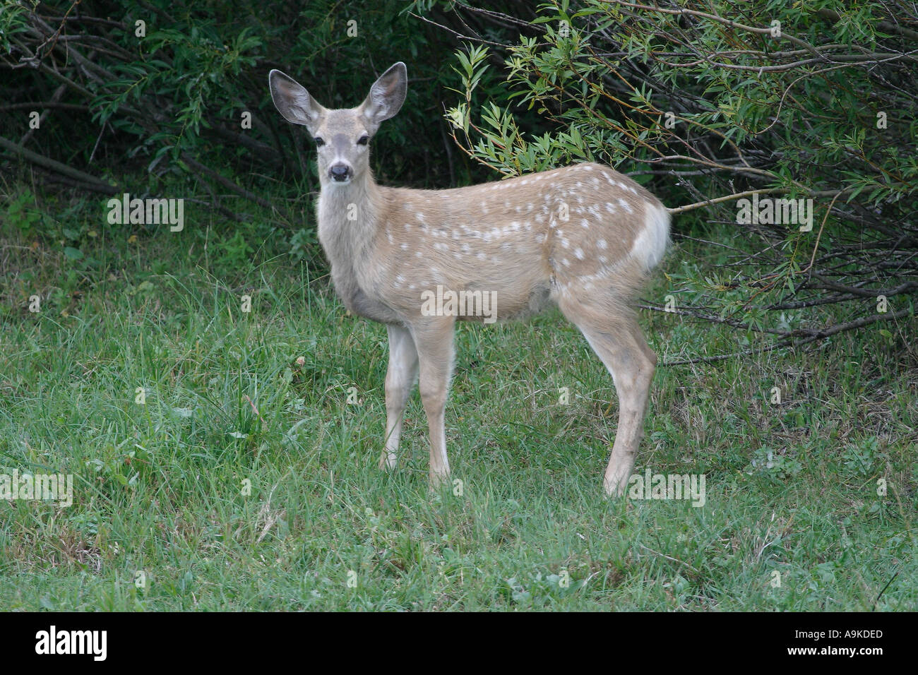 Mule Deer fawn in scenic Saskatchewan Canada Stock Photo - Alamy