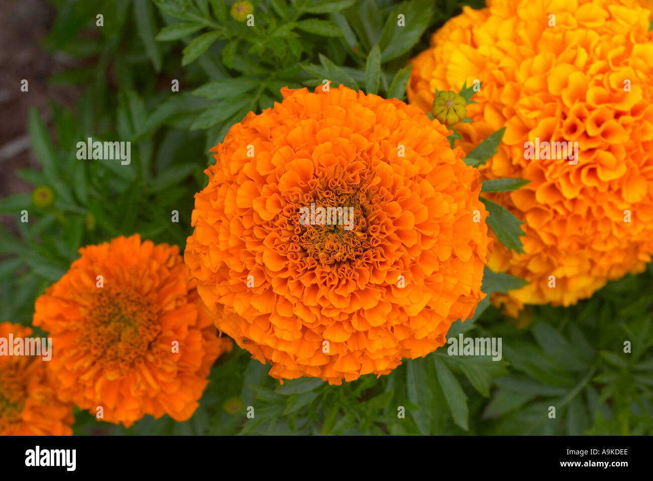 Tagetes erecta Inca Orange Stock Photo - Alamy