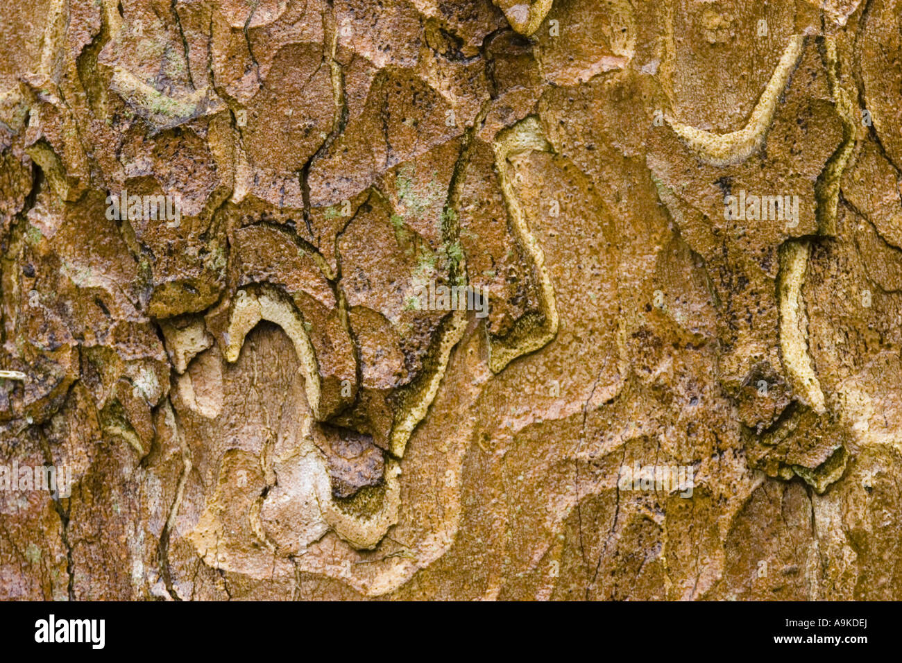 sycamore maple, great maple (Acer pseudoplatanus), bark, Germany, Baden ...