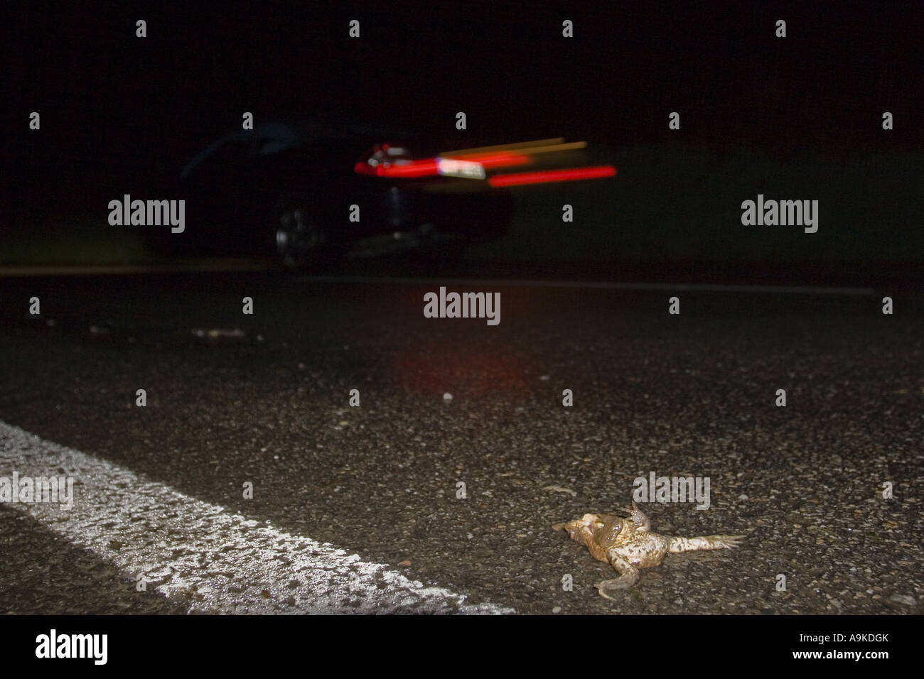 Roadkill common toad hi-res stock photography and images - Alamy