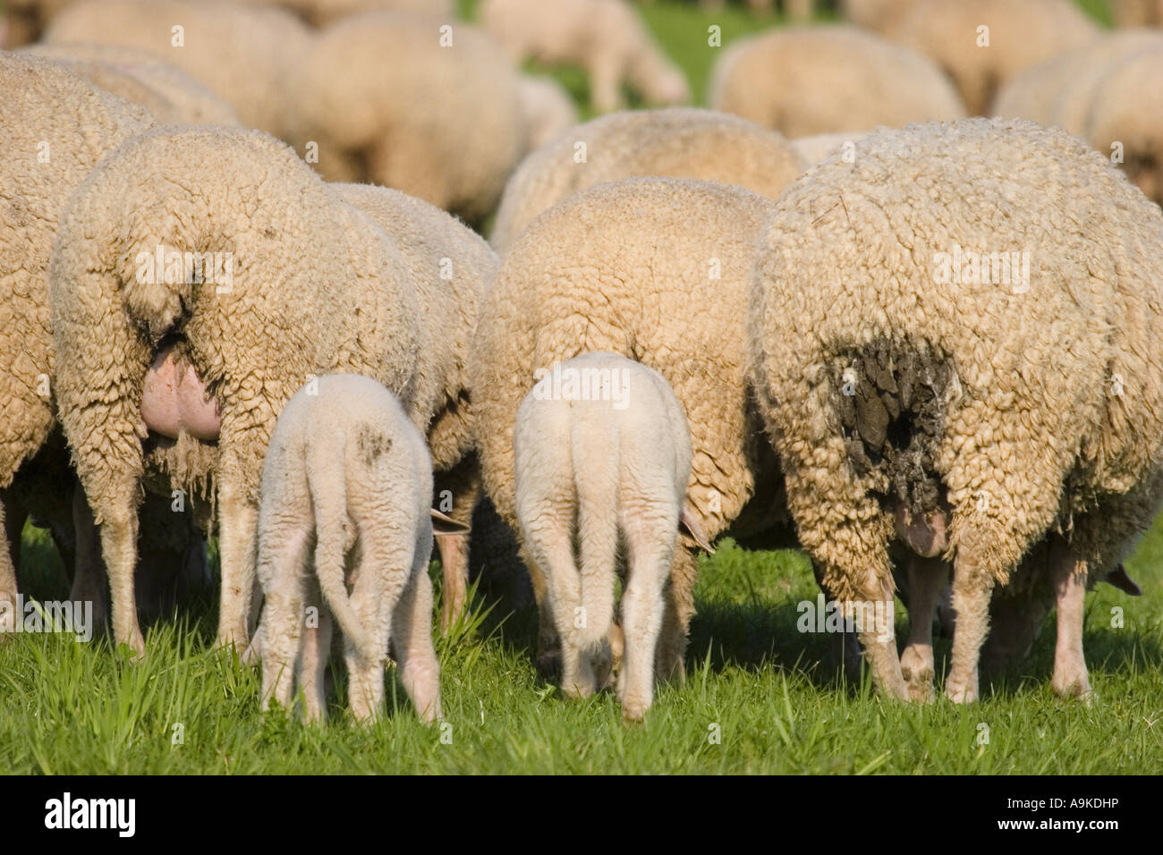domestic sheep (Ovis ammon f. aries), sheep and lambs, rear view ...