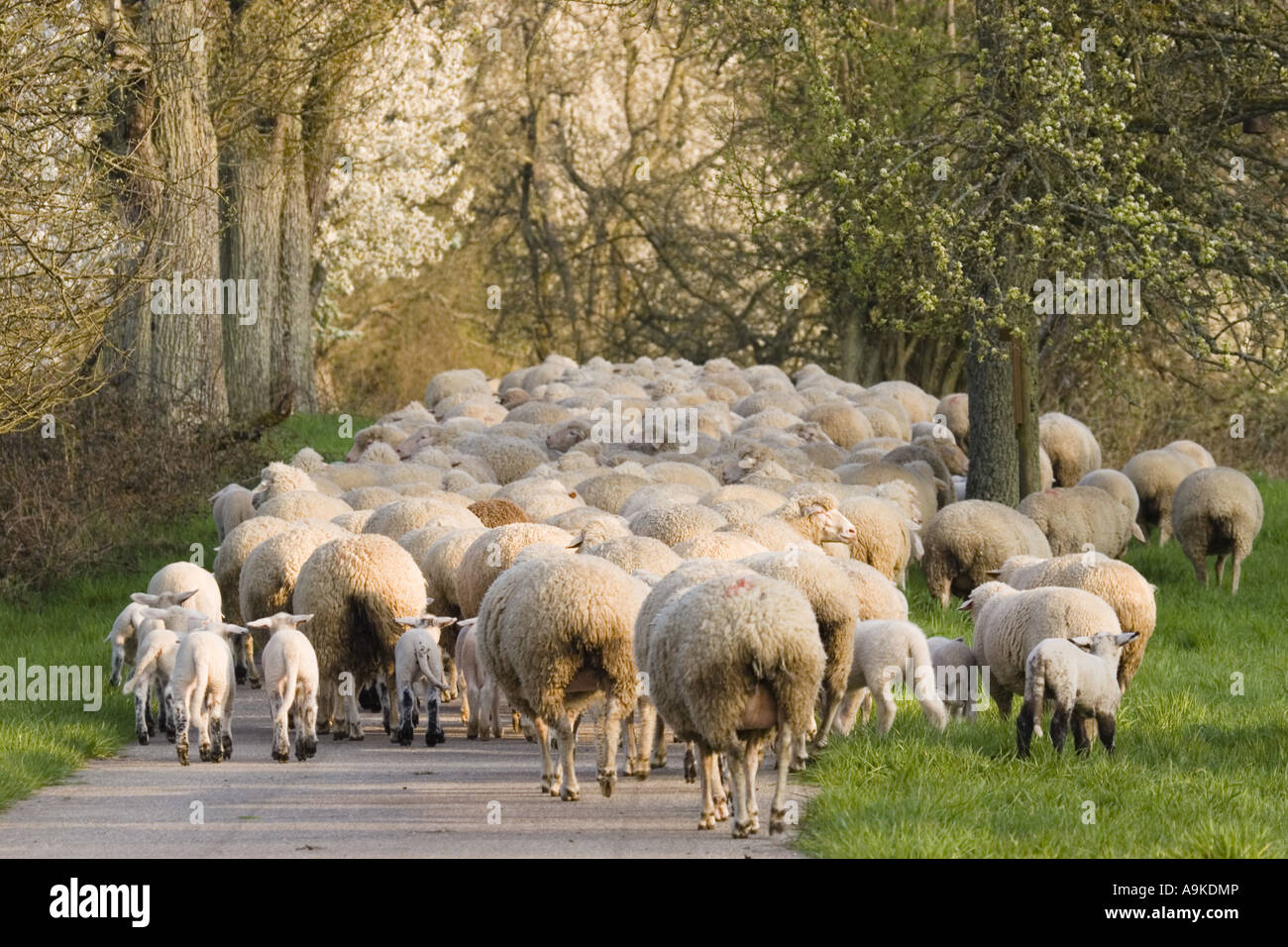 Sheep crush hi-res stock photography and images - Alamy
