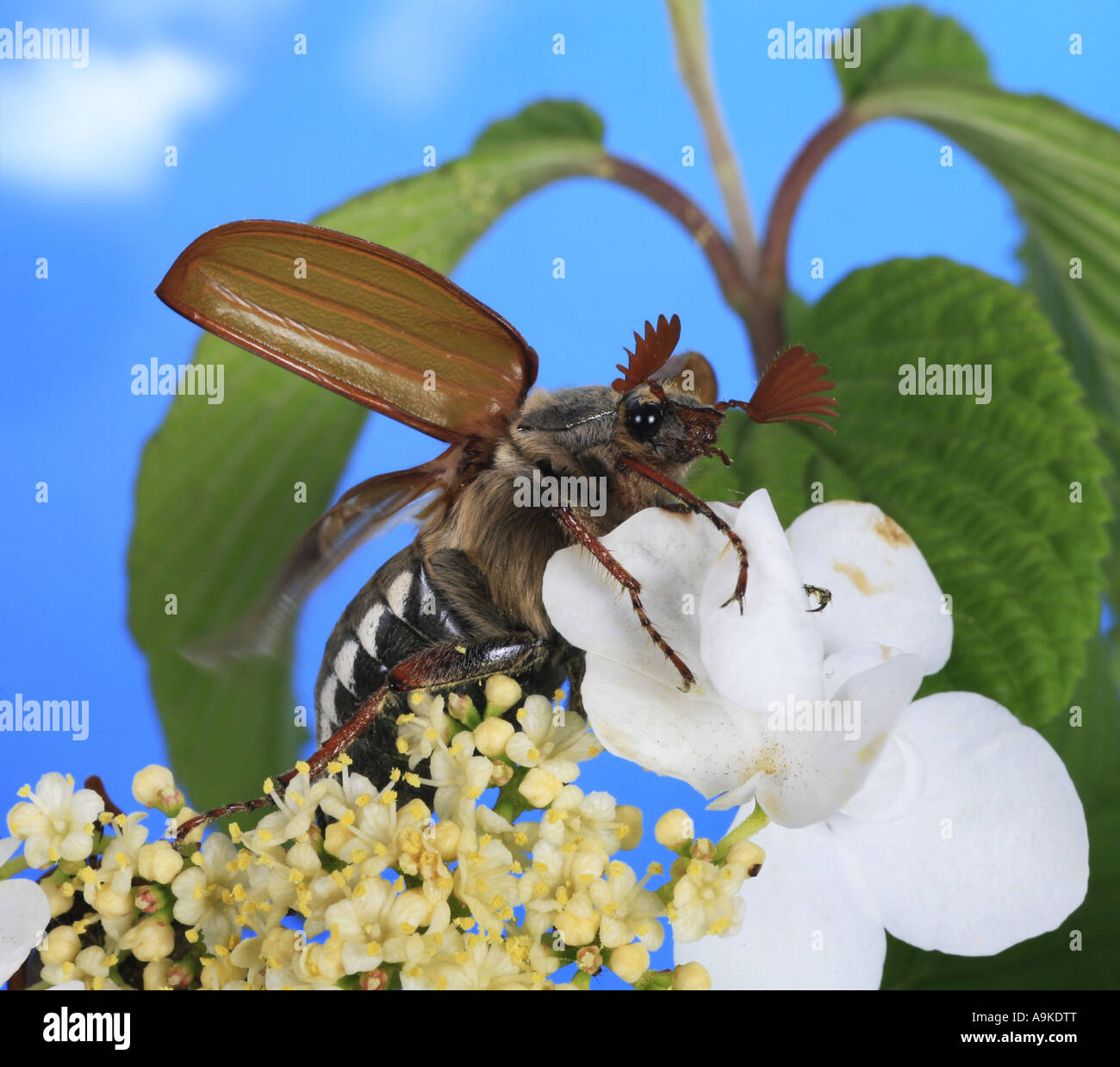 common cockchafer, maybug (Melolontha melolontha), Germany Stock Photo ...