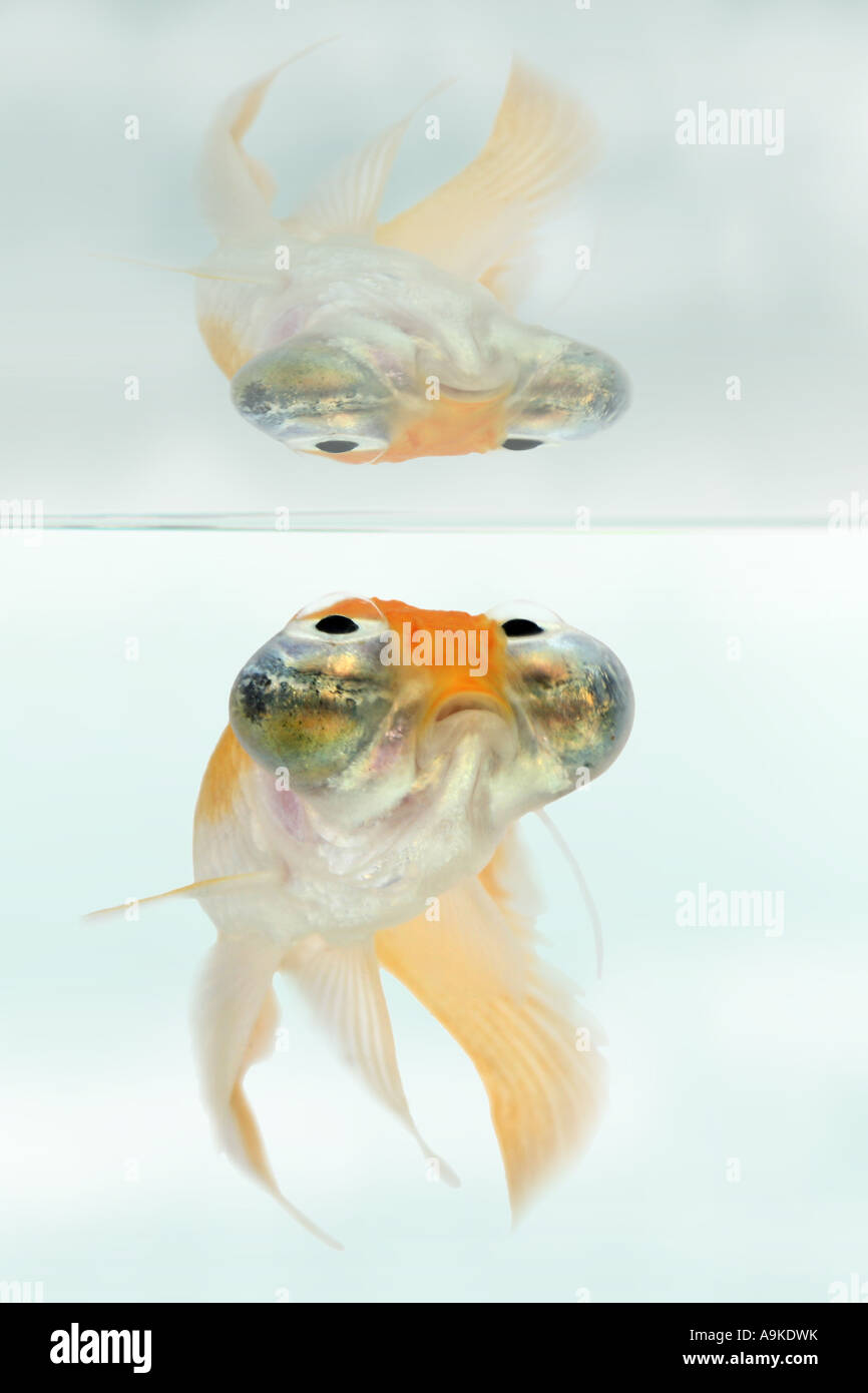 Celestial images hi-res stock photography and images - Alamy