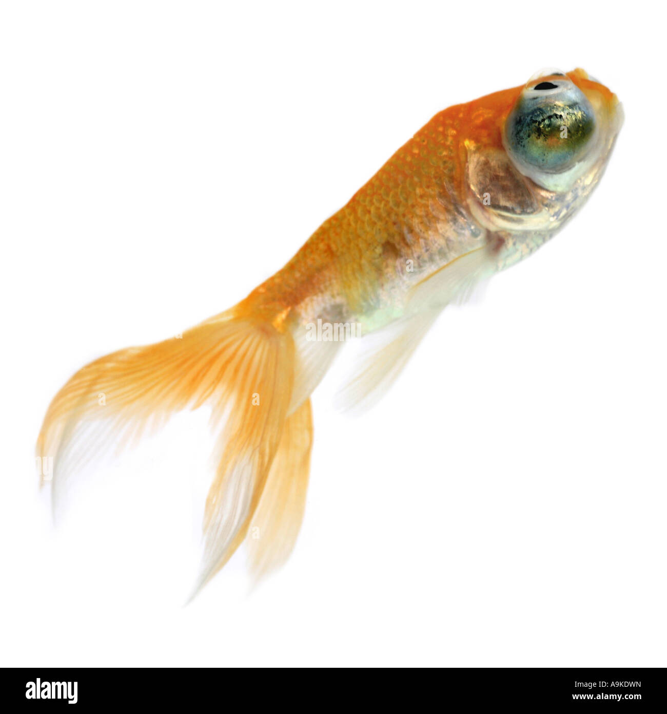 goldfish, common carp, celestial eye goldfish, Celestial, Chotegan ...