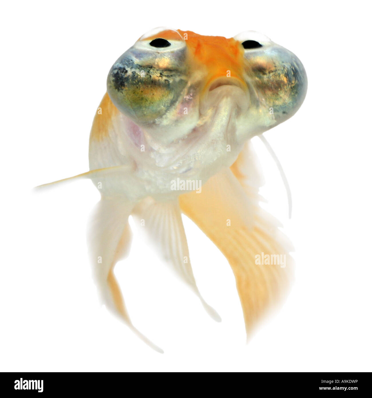 Celestial eye goldfish hi-res stock photography and images - Alamy