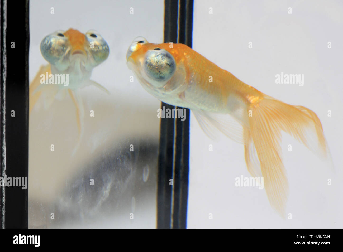 goldfish, common carp, celestial eye goldfish, Celestial, Chotegan ...