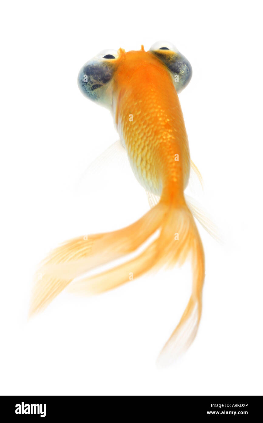 goldfish, common carp, celestial eye goldfish, Celestial, Chotegan ...