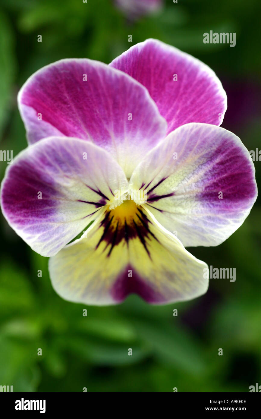 Viola plant seed hi-res stock photography and images - Alamy
