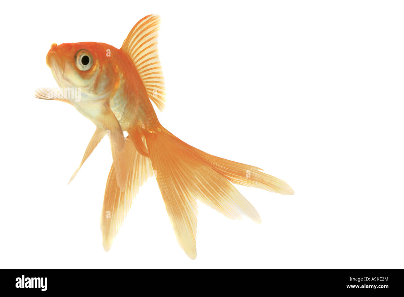 Common goldfish aquarium Cut Out Stock Images & Pictures - Alamy