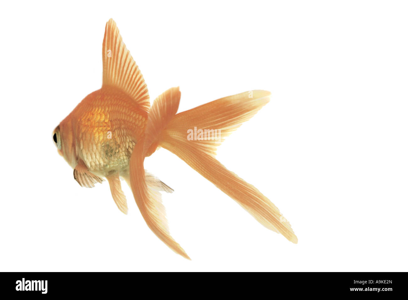 goldfish, common carp, fantail, comet, swallowtail (Carassius auratus ...