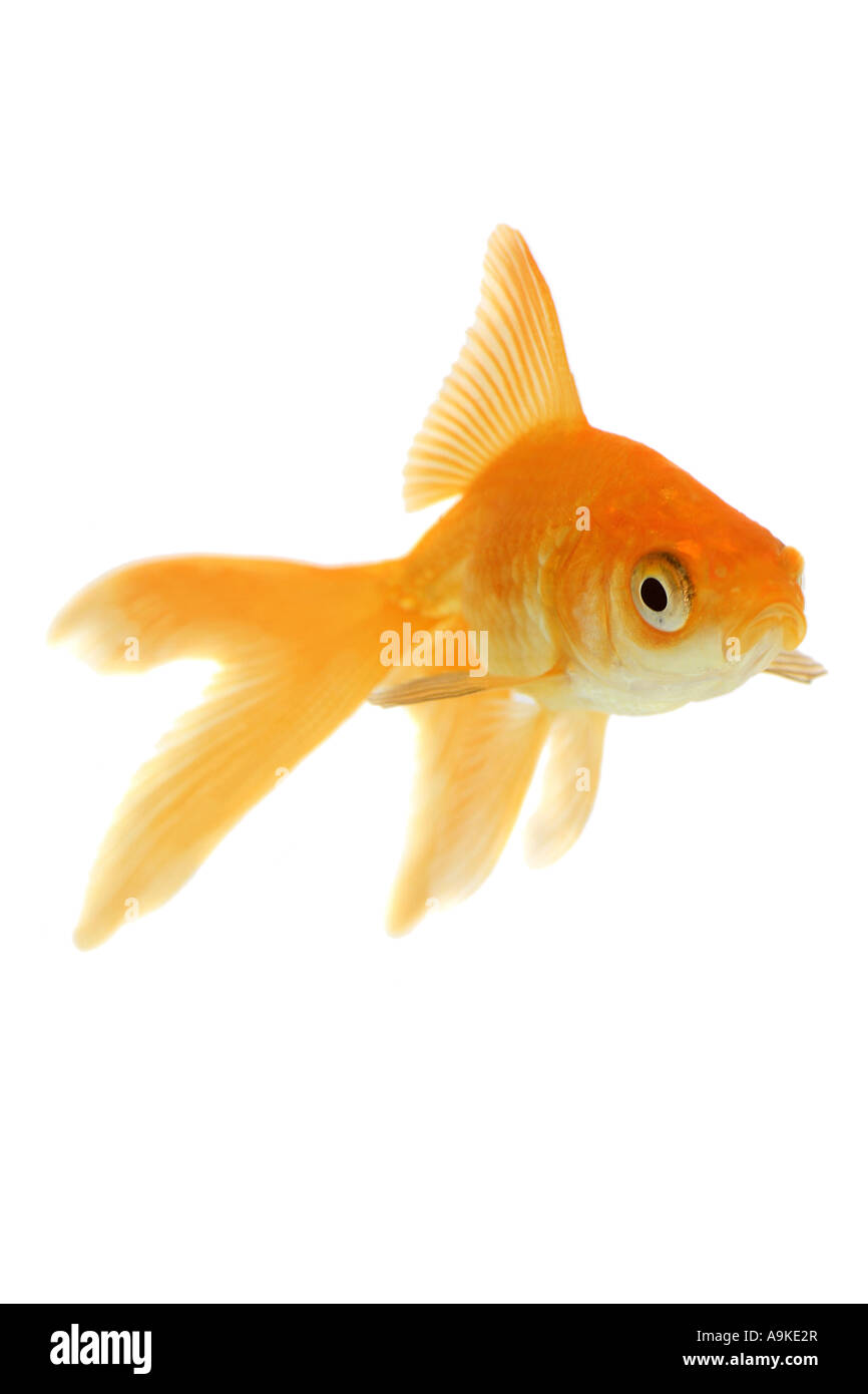 goldfish, common carp, fantail, comet, swallowtail (Carassius auratus ...