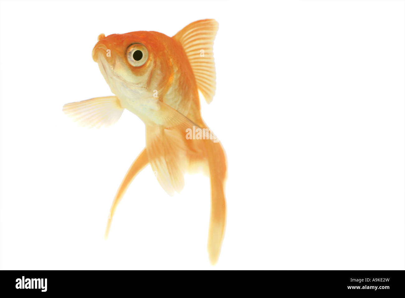 goldfish, common carp, fantail, comet, swallowtail (Carassius auratus ...