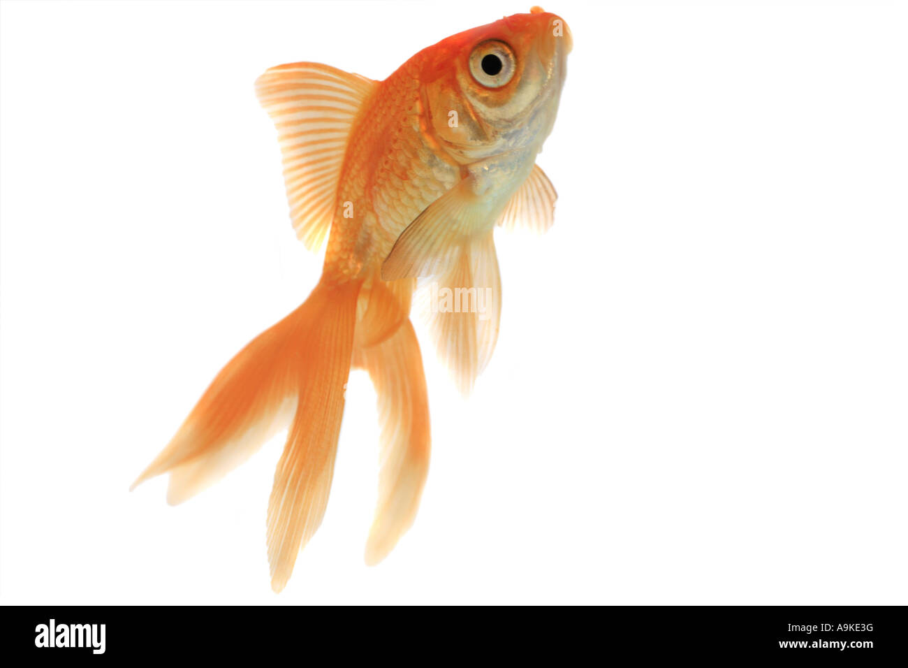 Common goldfish aquarium Cut Out Stock Images & Pictures - Alamy