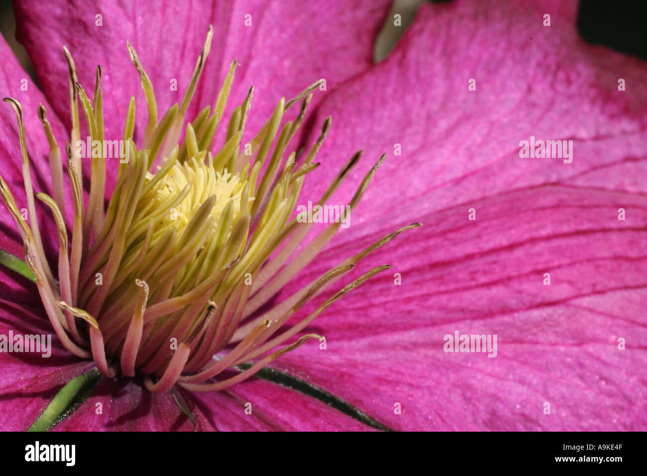Clematis seed flower garden hi-res stock photography and images - Alamy