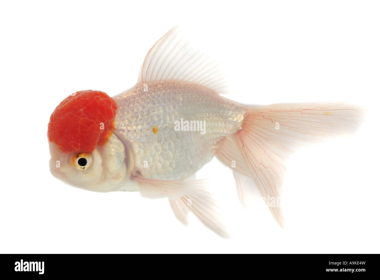 Baby Red Cap Oranda Goldfish