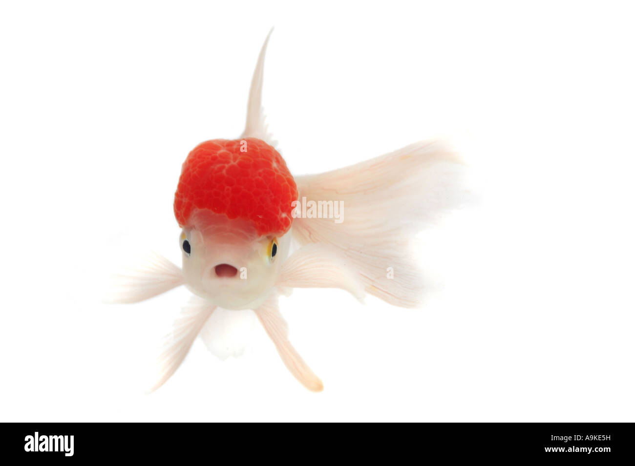 goldfish, common carp, Shishigashira, Fantail, white oranda with red ...