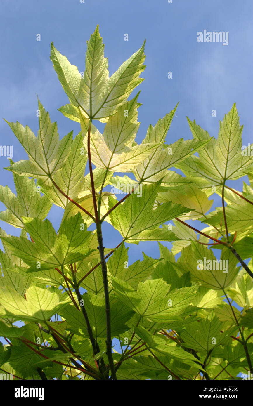 Maple tree reproduction hi-res stock photography and images - Alamy