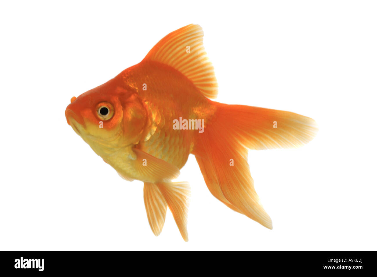 goldfish, common carp, fantail (Carassius auratus auratus Stock Photo ...