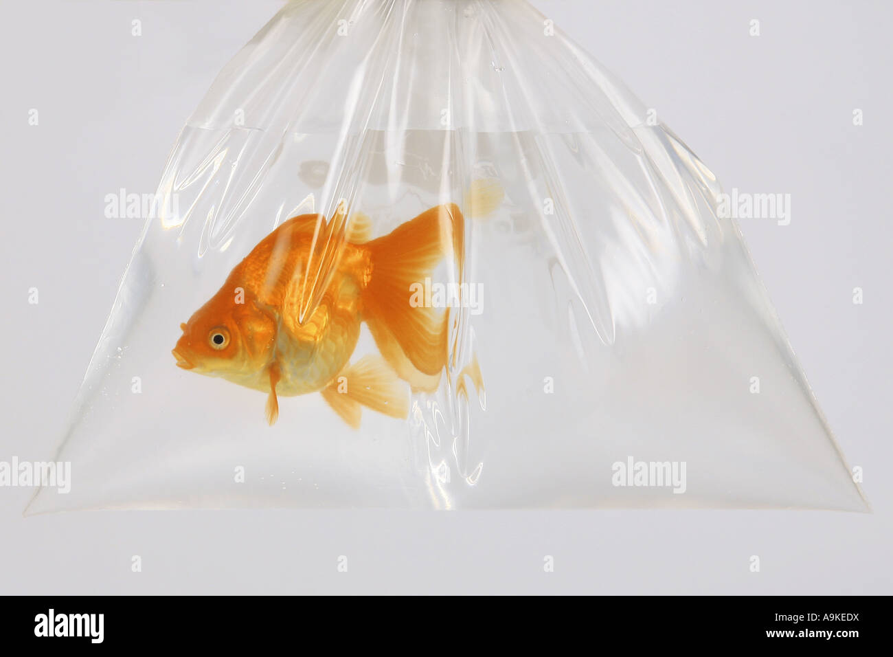Goldfish bag hi-res stock photography and images - Alamy