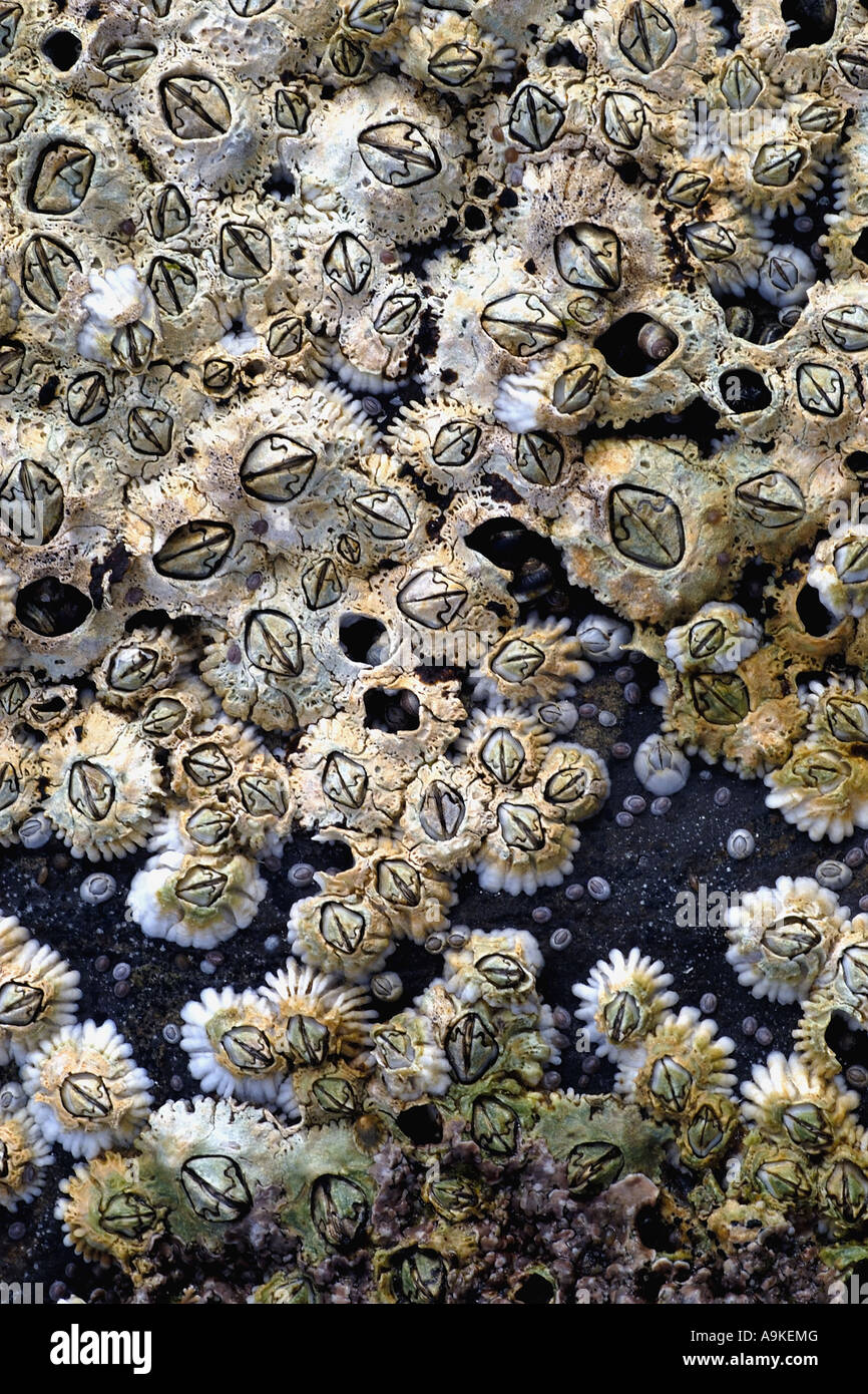Common acorn barnacle hi-res stock photography and images - Alamy