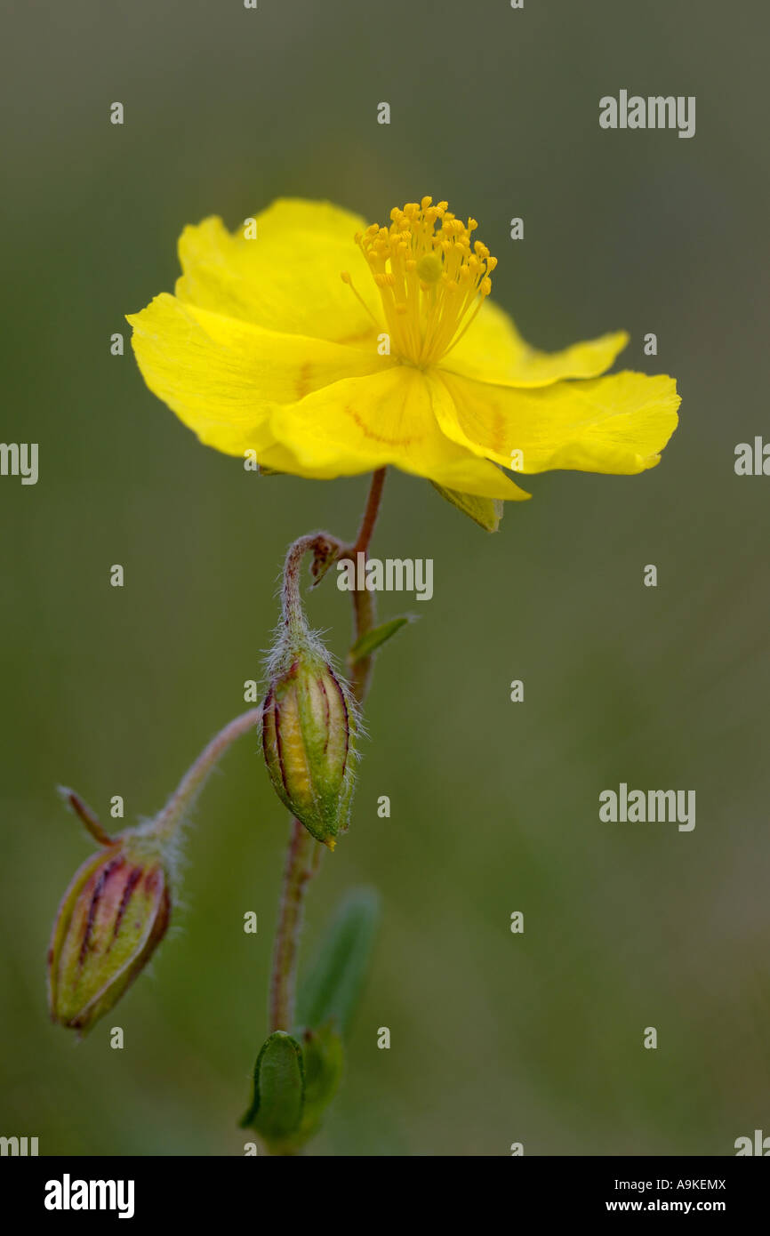 common rock-rose (Helianthemum nummularium), flowering, United Kingdom ...