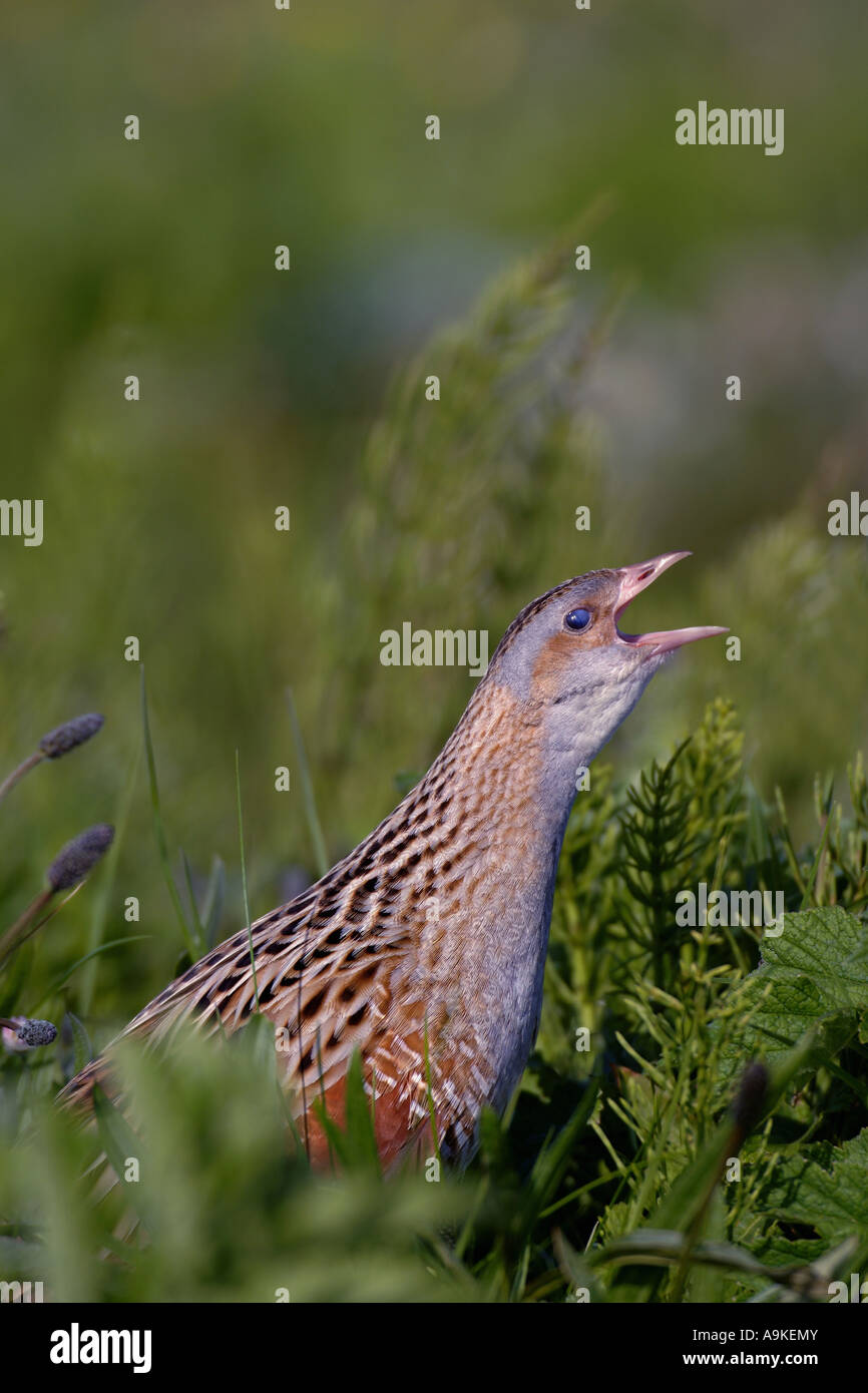 corn crake, corncrake (Crex crex), yelling, United Kingdom, Scotland ...