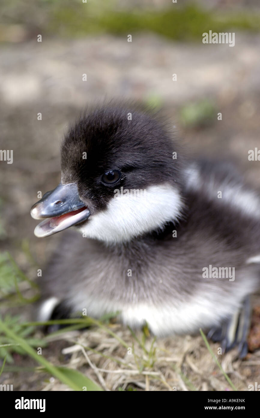 common goldeneye, goldeneye duckling (Bucephala clangula), chick ...
