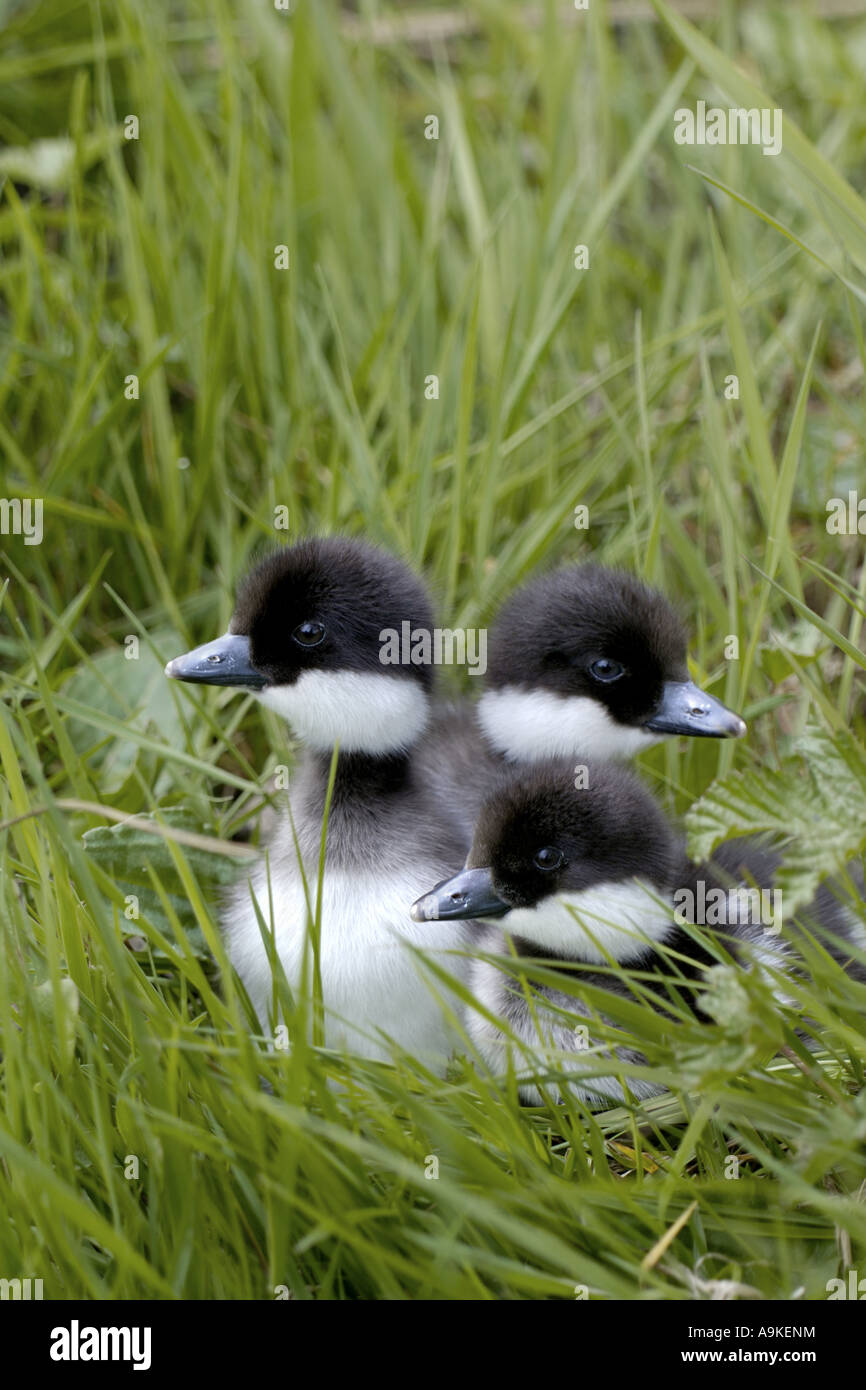 common goldeneye, goldeneye duckling (Bucephala clangula), three chicks ...
