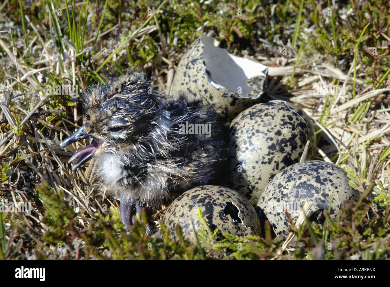 Lapwing chick and eggs hi-res stock photography and images - Alamy