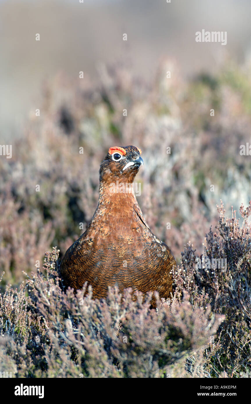 Red grouse (Lagopus lagopus scoticus), between heath, United Kingdom ...