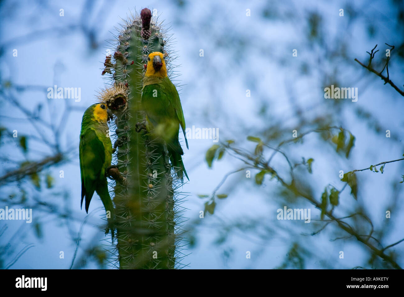 Yellow shouldered parrot bonaire hi-res stock photography and images ...