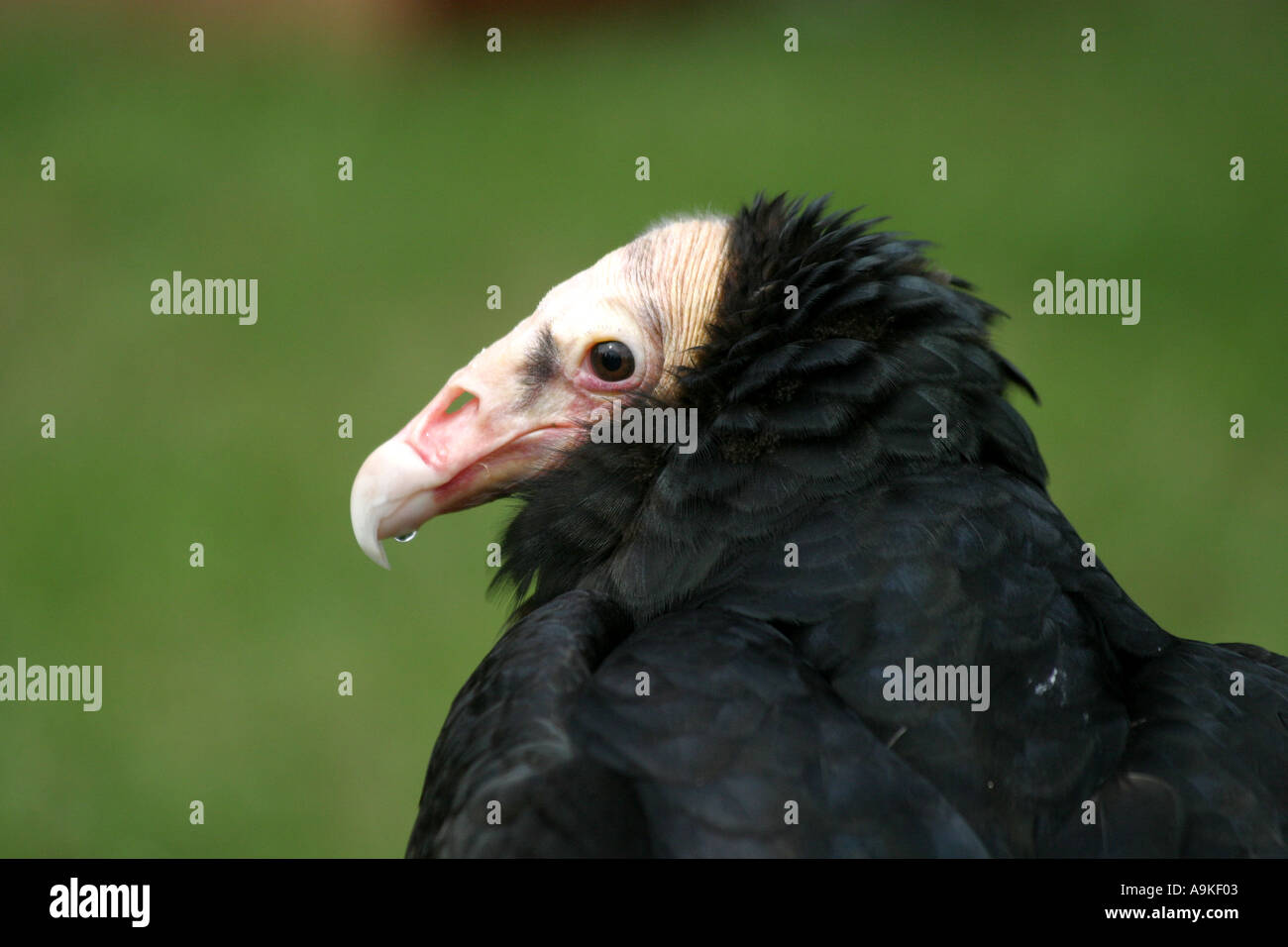 Vulture photographs hi-res stock photography and images - Alamy