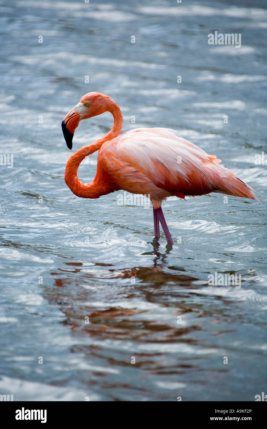 flamingo on Bonaire Island, Netherlands Antilles Stock Photo - Alamy