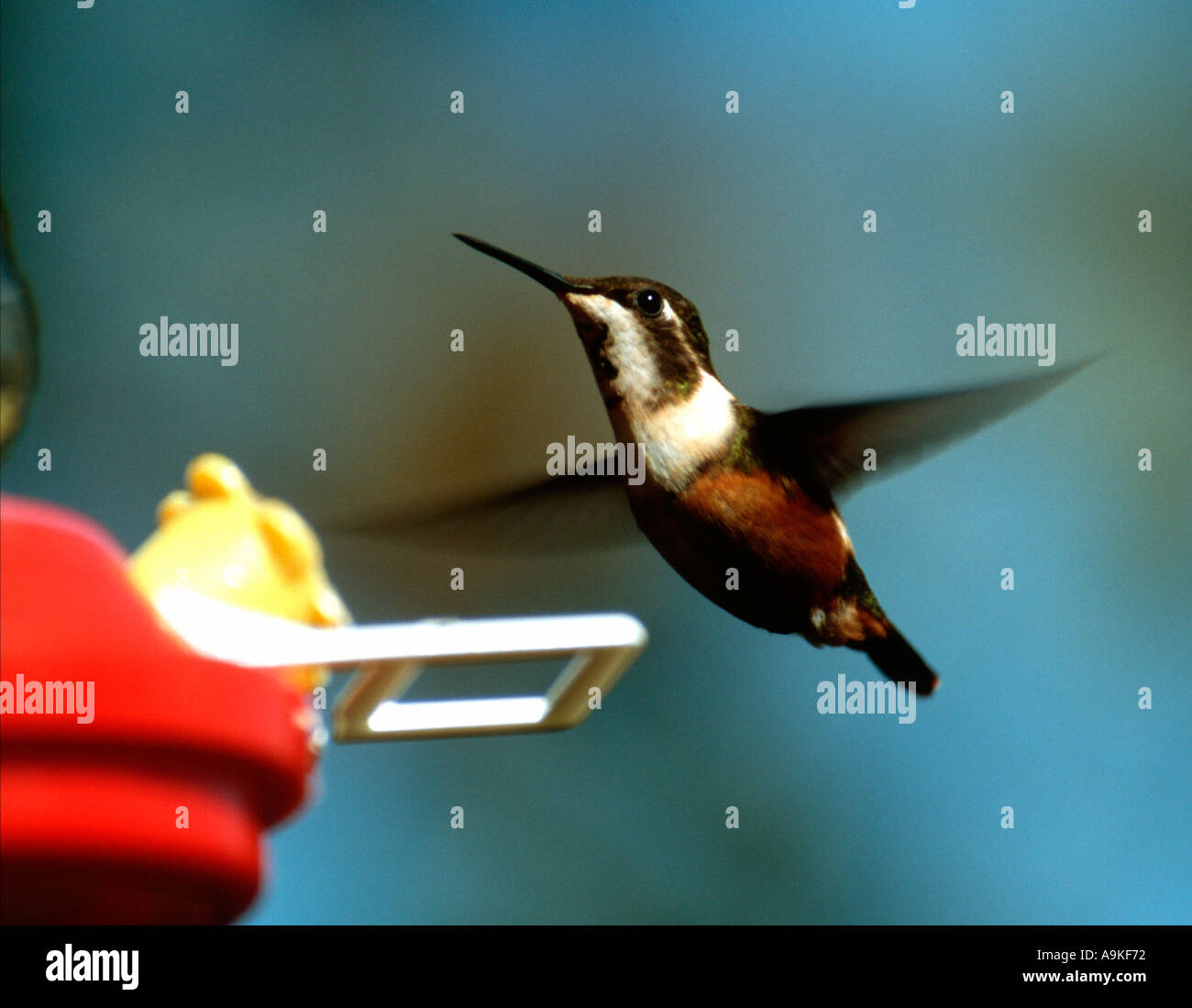 Hummingbird with open beak hi-res stock photography and images - Alamy