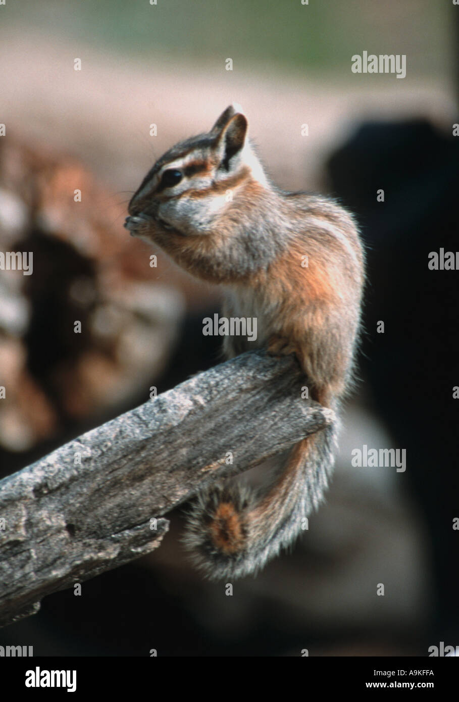 Chipmunk Chiricahua Mountains Arizona USA Stock Photo - Alamy