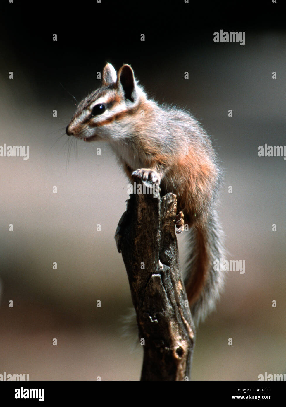 Chipmonk portrait hi-res stock photography and images - Alamy