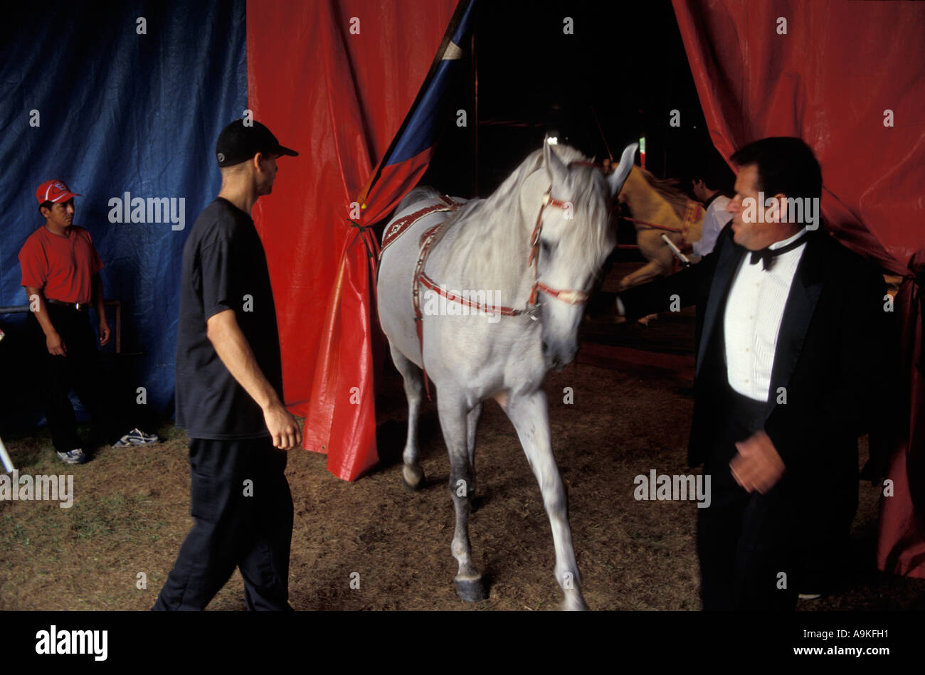 Bentley Bros. Brothers circus trainer w horse enter big top American US ...