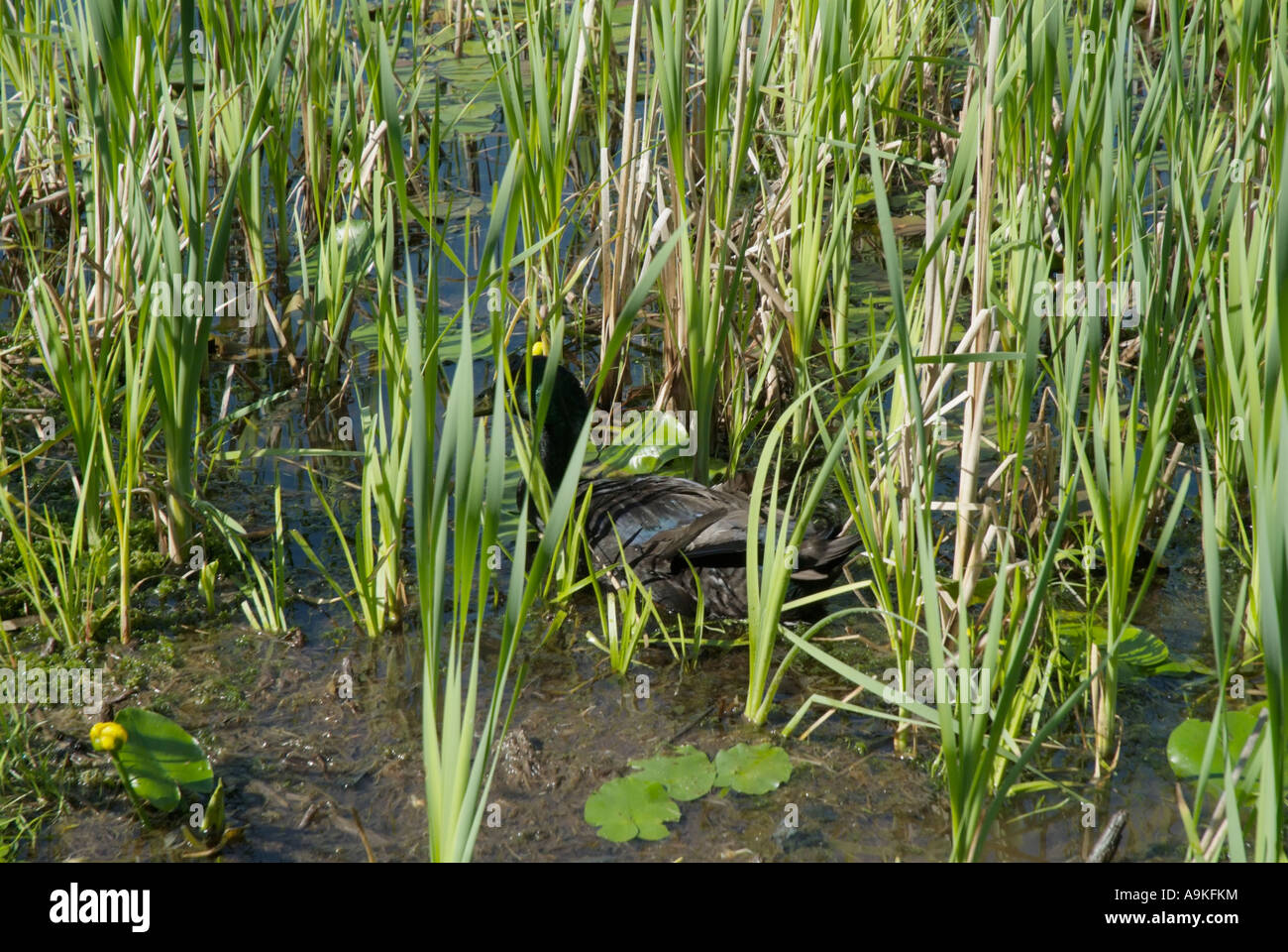 Mallard Duck in plumage during the spring months in a New Hampshire ...