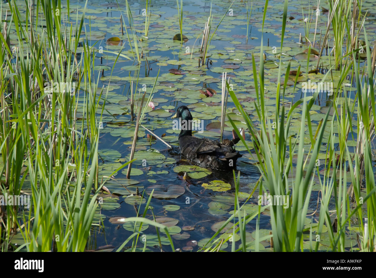 Mallard Duck in plumage during the spring months in a New Hampshire ...